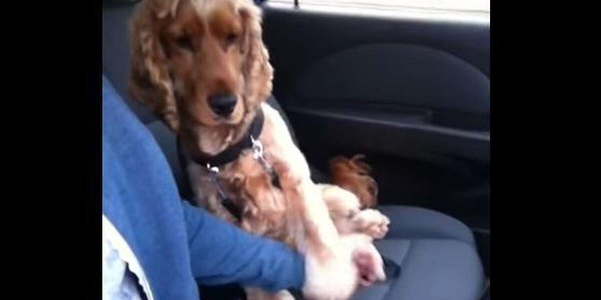 Dog Does The Cutest Thing To Cope With Scary Car Rides - The Dodo