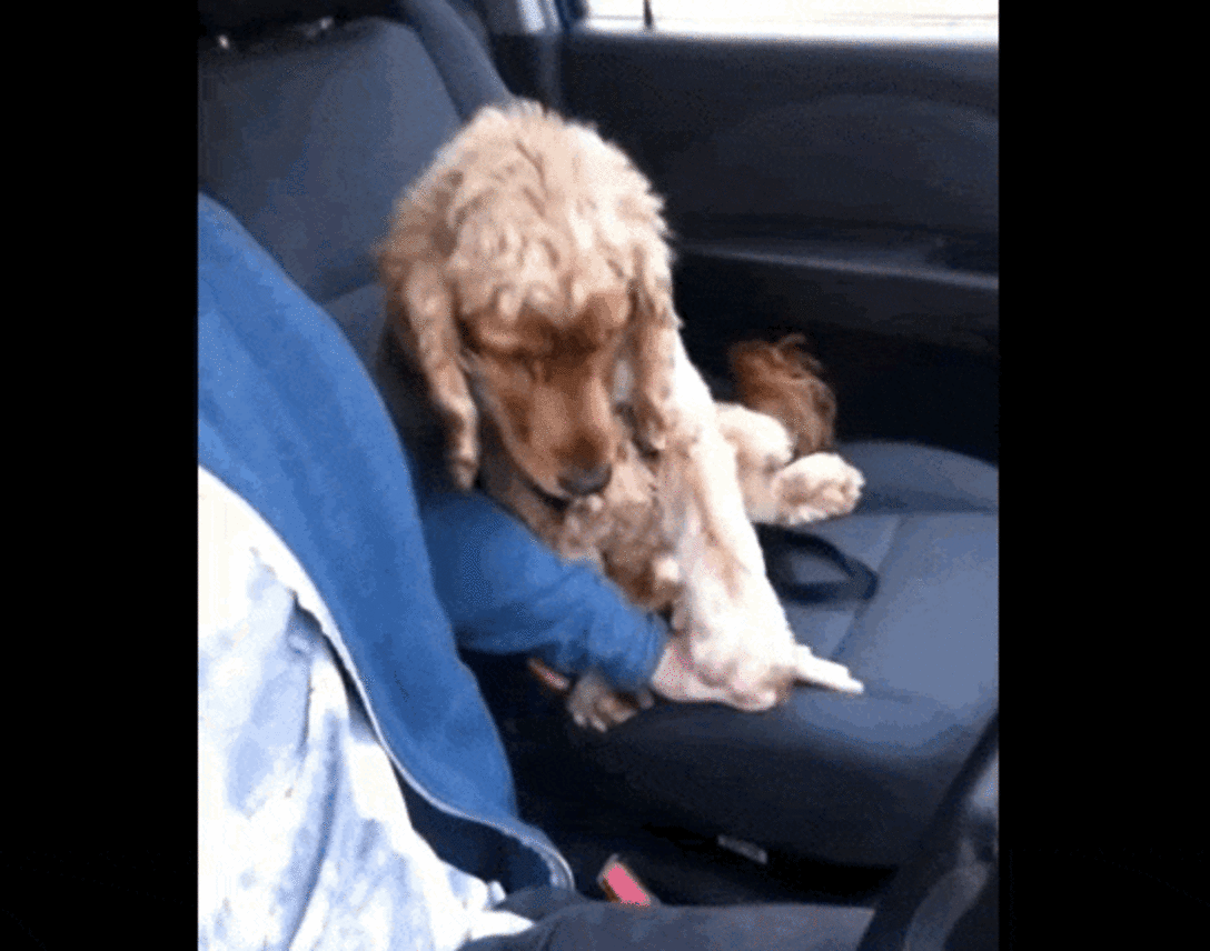 Dog Does The Cutest Thing To Cope With Scary Car Rides - The Dodo