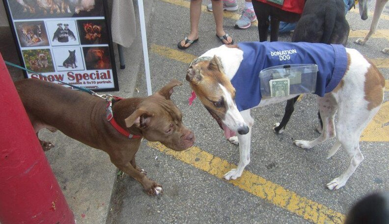 Ex Fighting Dog Spends His Life Making People Love Pit Bulls - The Dodo