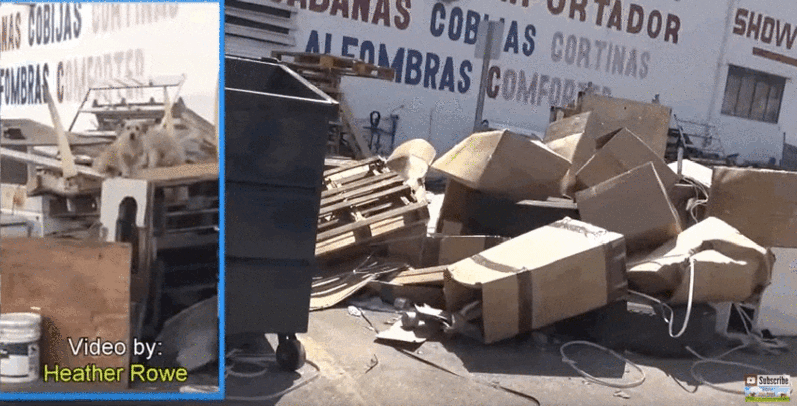 Two Homeless Dogs Relied On Each Other To Stay Alive - The Dodo