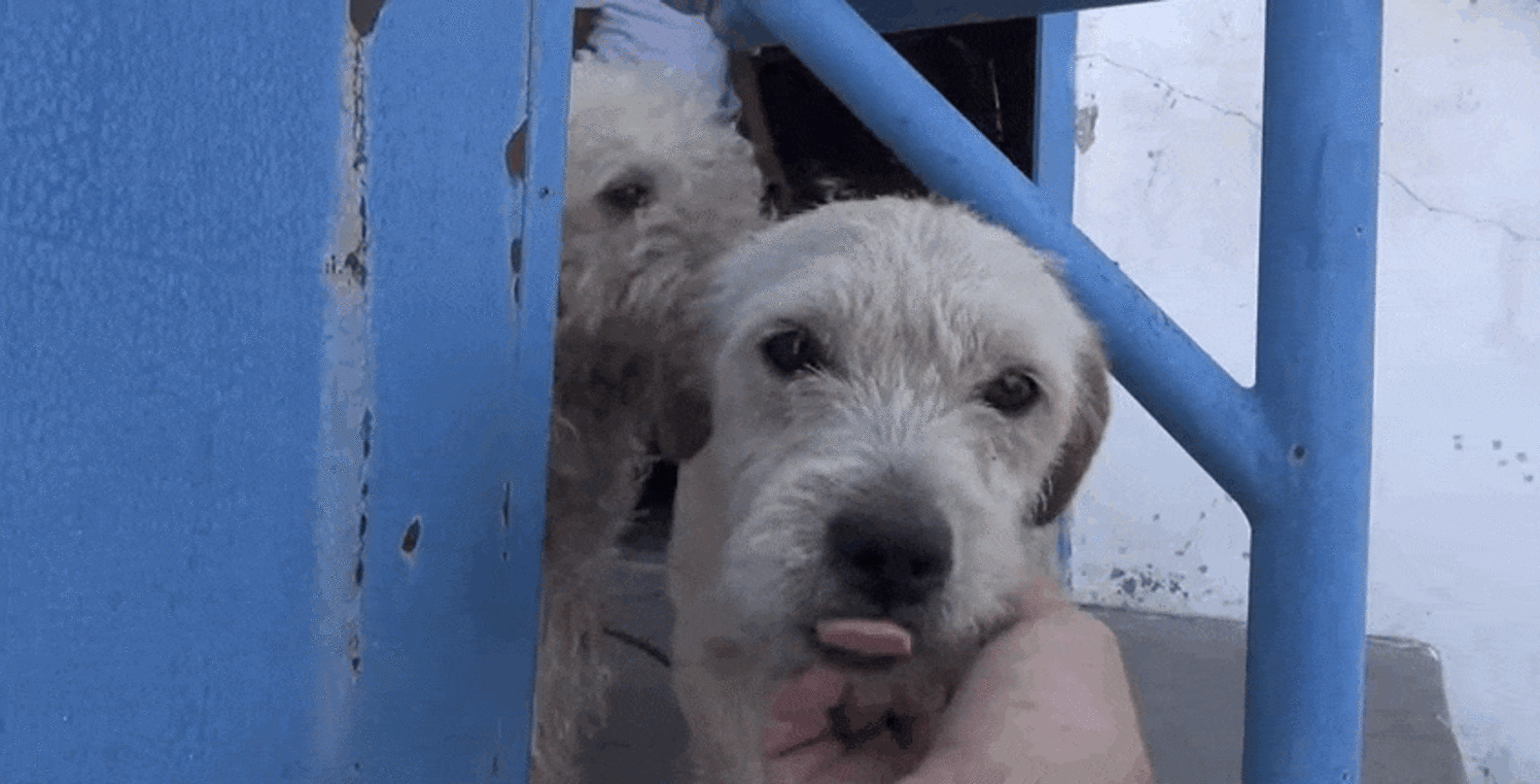 Two Homeless Dogs Relied On Each Other To Stay Alive - The Dodo