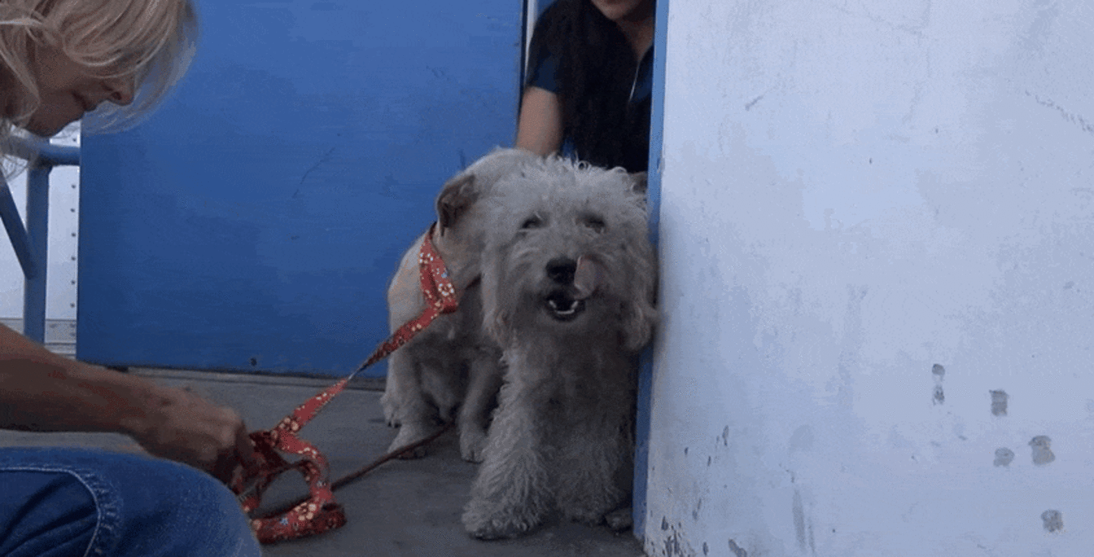 Two Homeless Dogs Relied On Each Other To Stay Alive - The Dodo