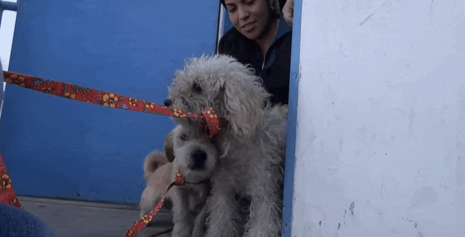 Two Homeless Dogs Relied On Each Other To Stay Alive - The Dodo