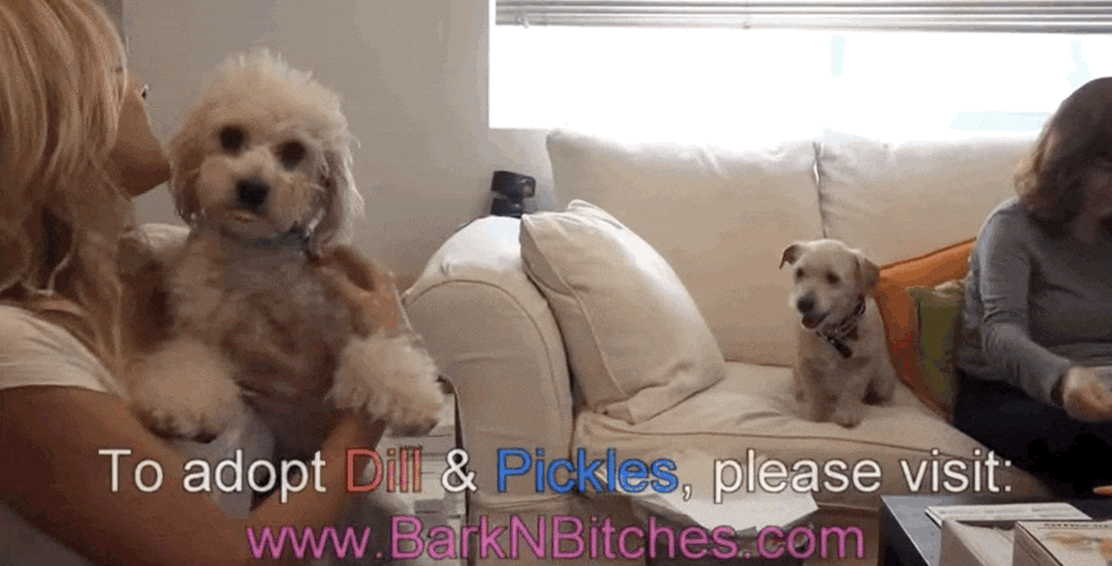 Two Homeless Dogs Relied On Each Other To Stay Alive - The Dodo