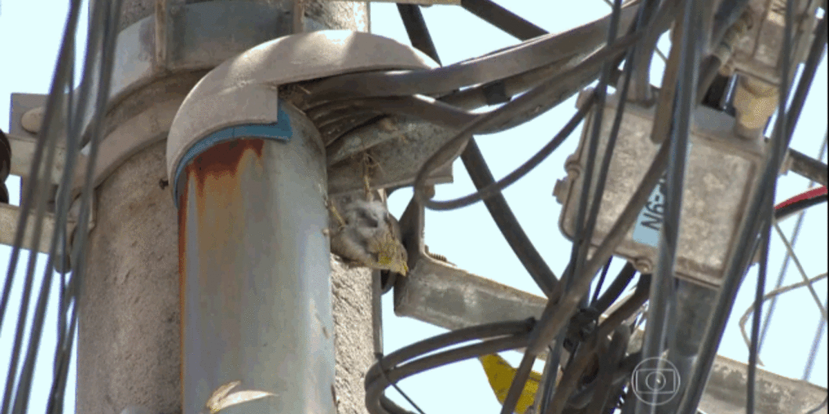 Finch Feeds Tangled Bird For Days Until Rescue Arrives - The Dodo