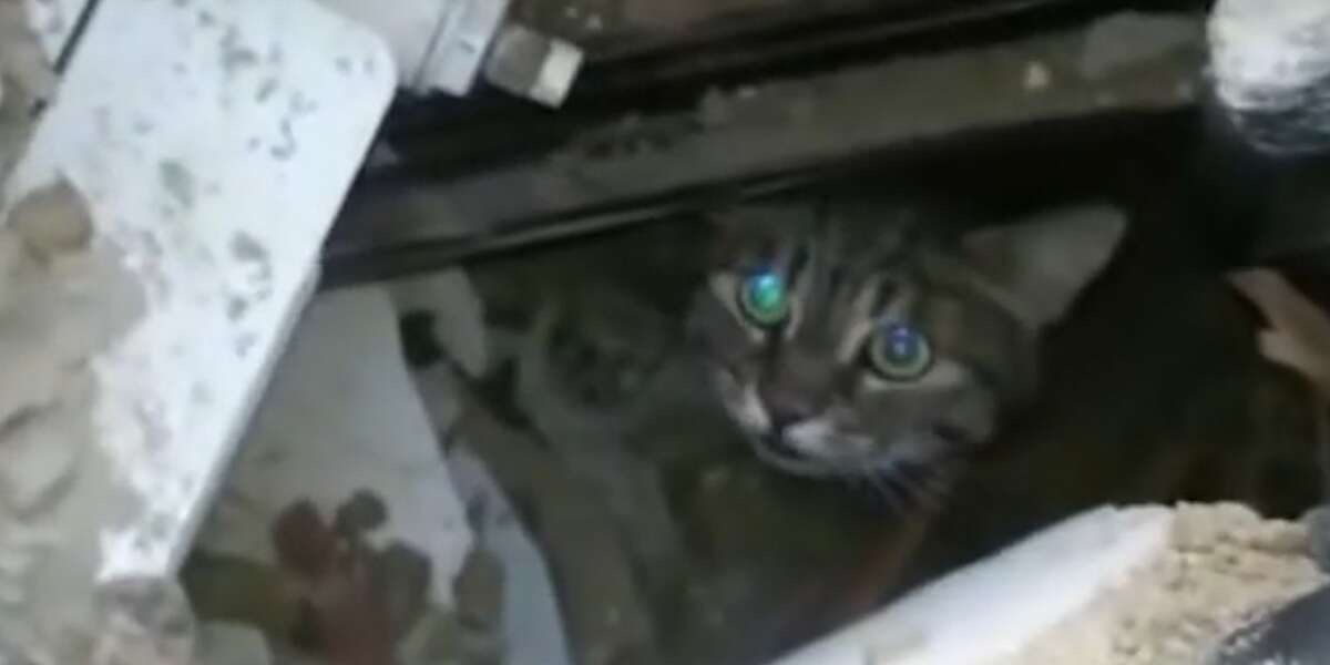 Cat Trapped For Days Under Rubble When Her Home Collapses In Earthquake ...