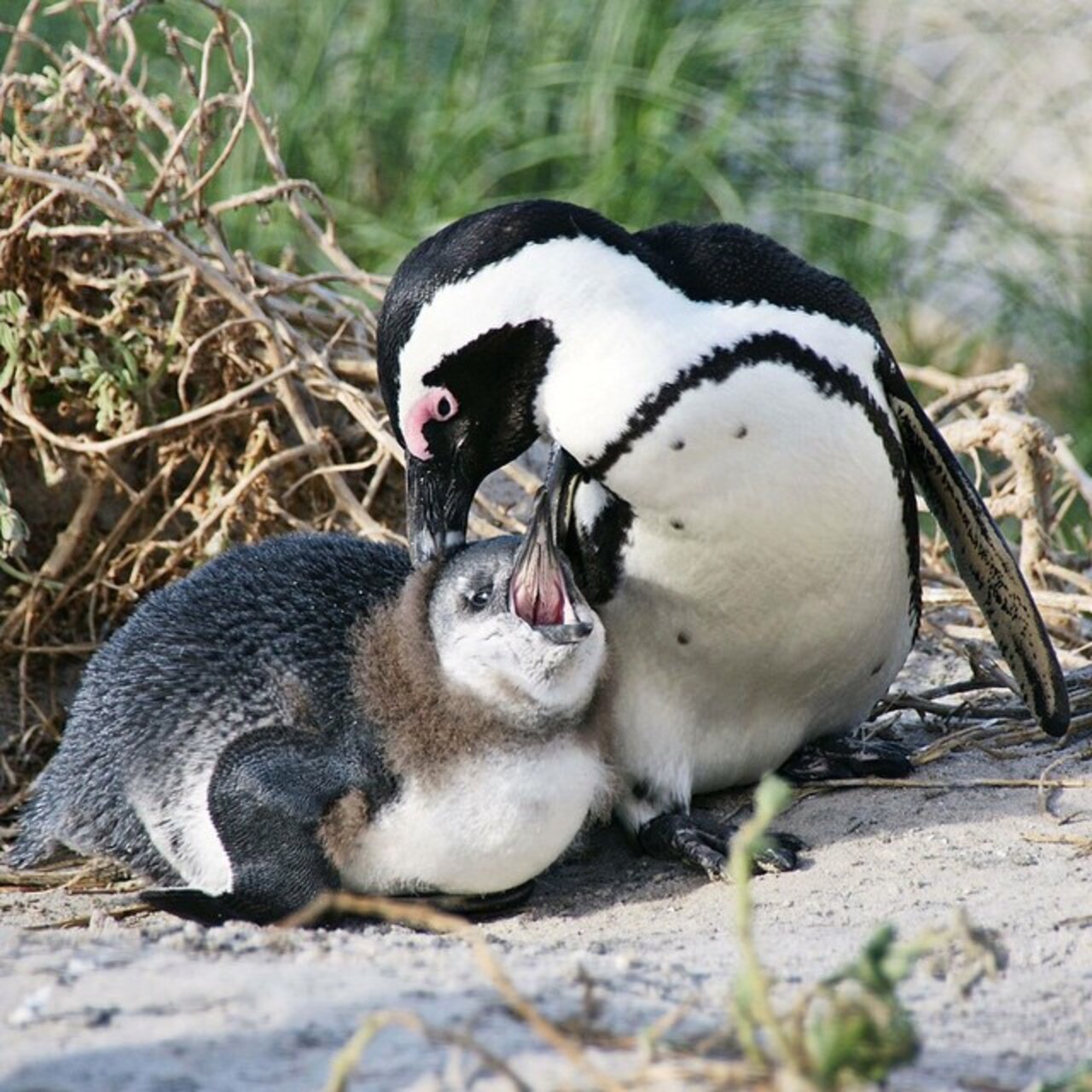 Happy #NationalBirdDay! What's your favorite seabird? Photo by Robbyn ...