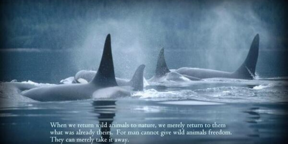 #Blackfish recognizes this truth about captivity @martinamcbride ...