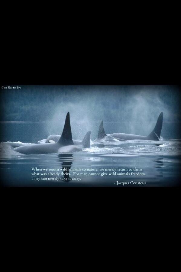#Blackfish recognizes this truth about captivity @martinamcbride ...