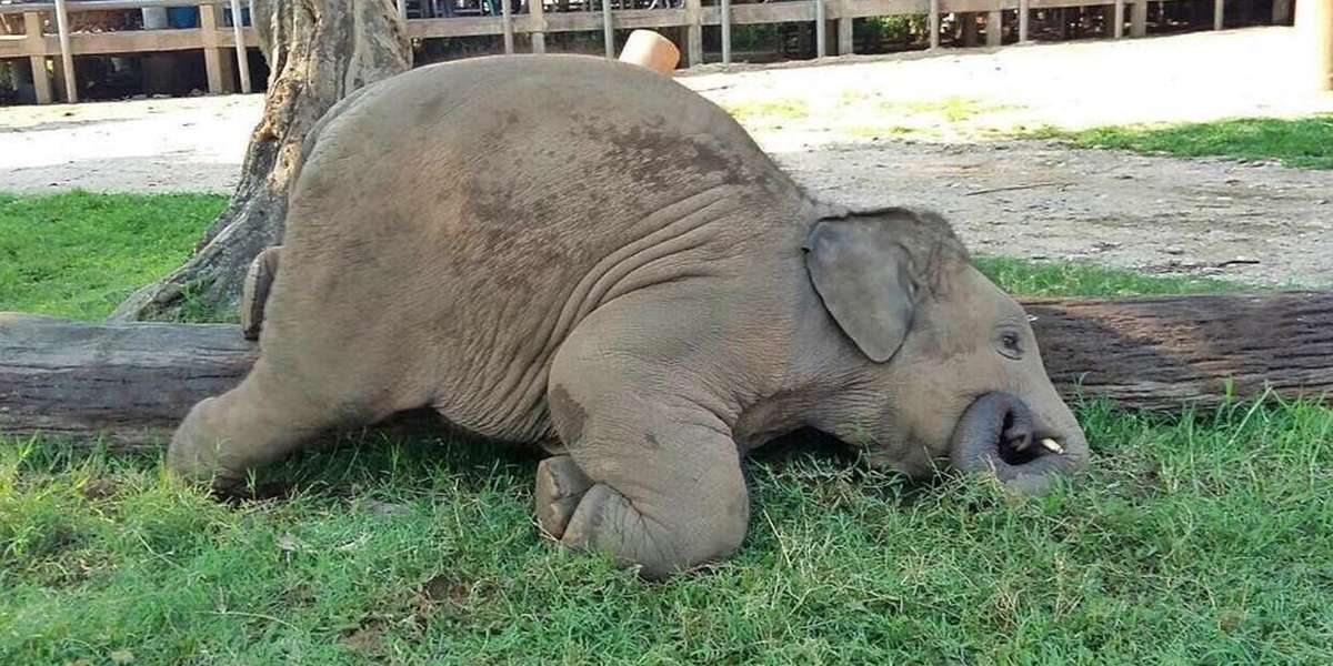 Elephant Adorably Fights Stubborn Log, Log Wins - The Dodo