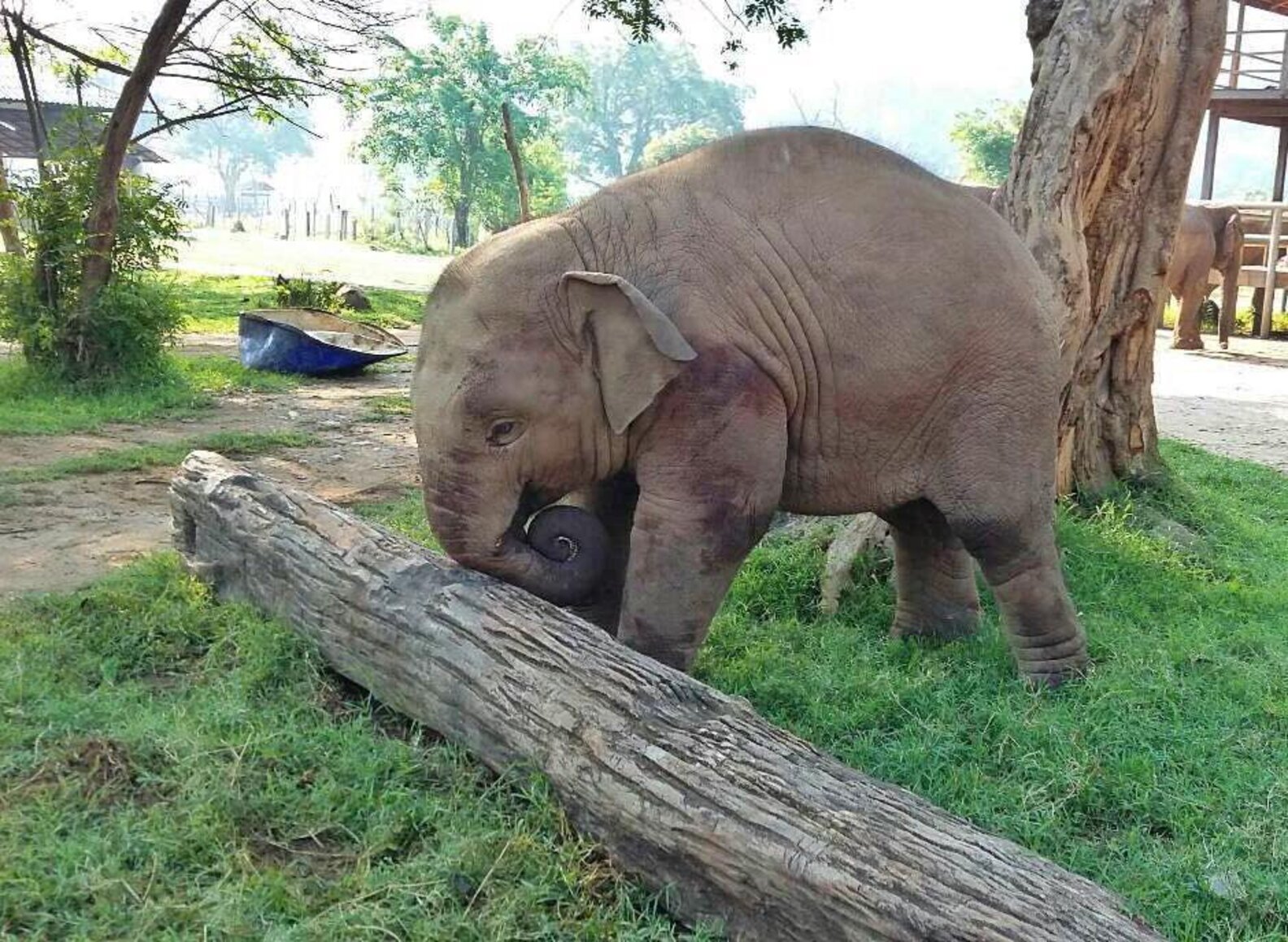 Elephant Adorably Fights Stubborn Log, Log Wins - The Dodo