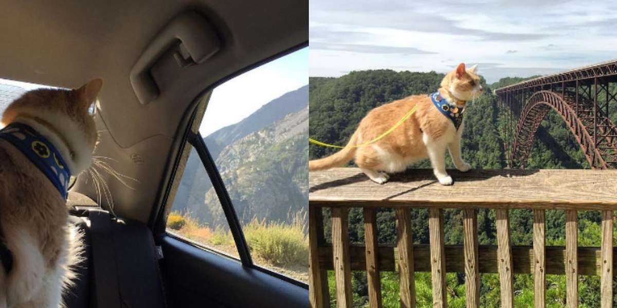 Cat Who Spent Most Of Her Life Indoors Is Road Tripping Across The ...