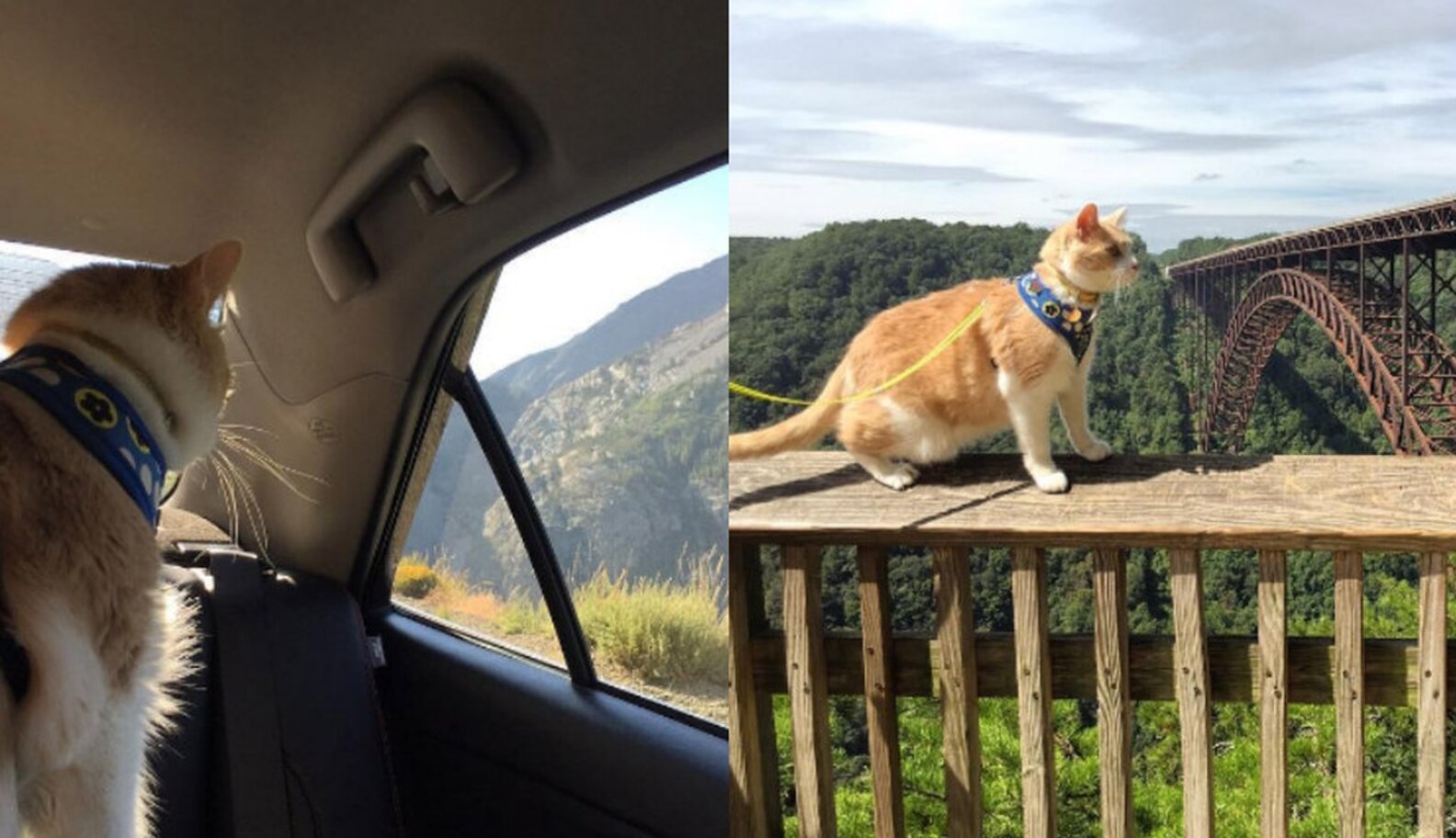 Cat Who Spent Most Of Her Life Indoors Is Road Tripping Across The ...