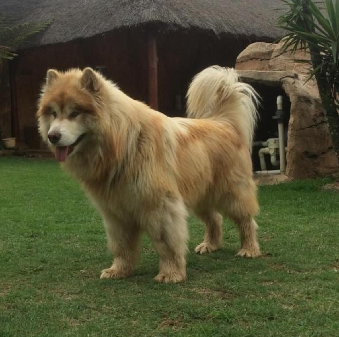Giant Fluffy Dog Looks Just Like A Lion - The Dodo