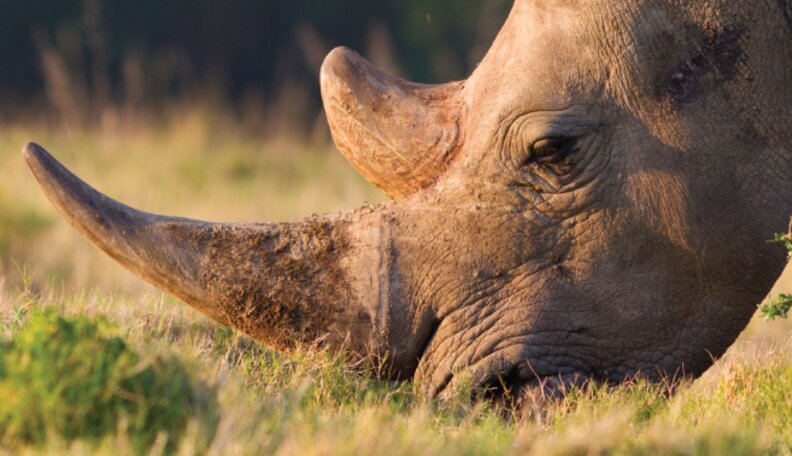 The Heroes Bringing The Anti-Poaching Message Home - The Dodo