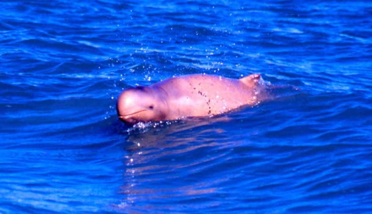 Building One Dam May Wipe Out This Entire Rare Dolphin Population - The ...