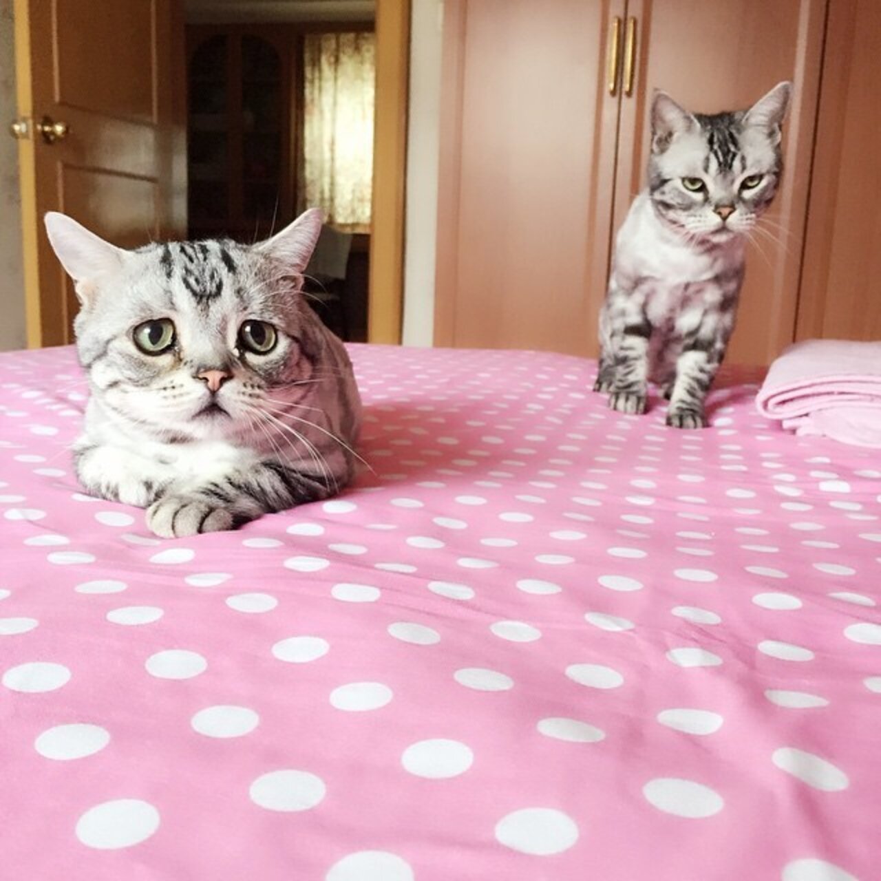 World's Saddest Cat Has Been Discovered, And She's Purrfect - The Dodo