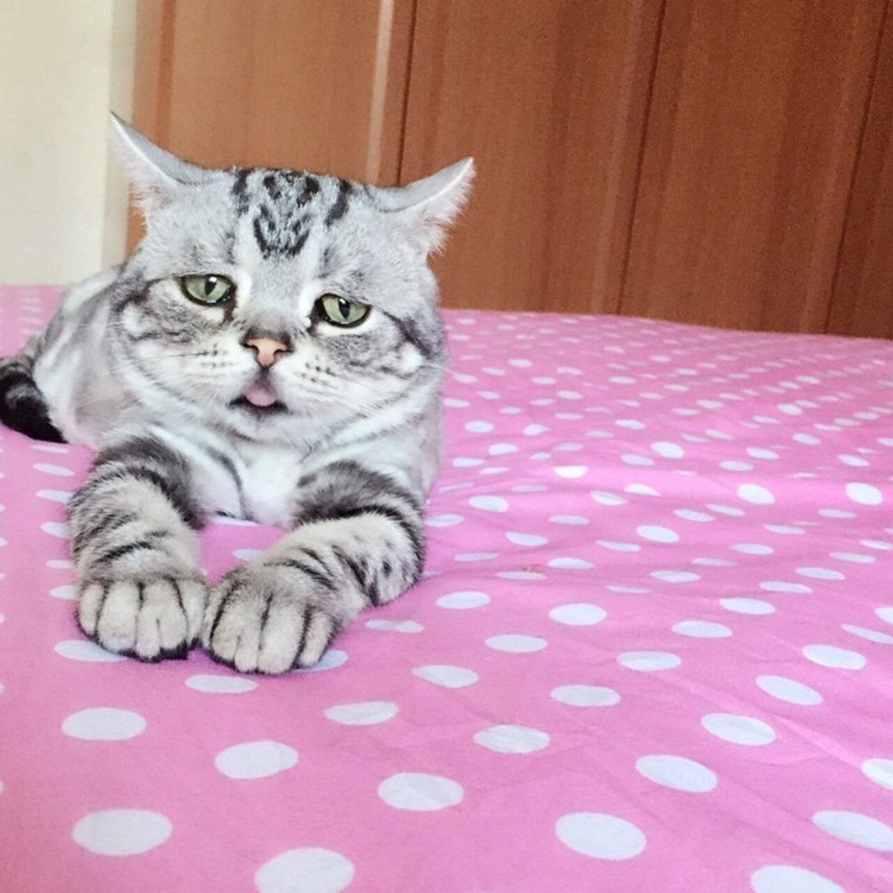 World's Saddest Cat Has Been Discovered, And She's Purrfect - The Dodo
