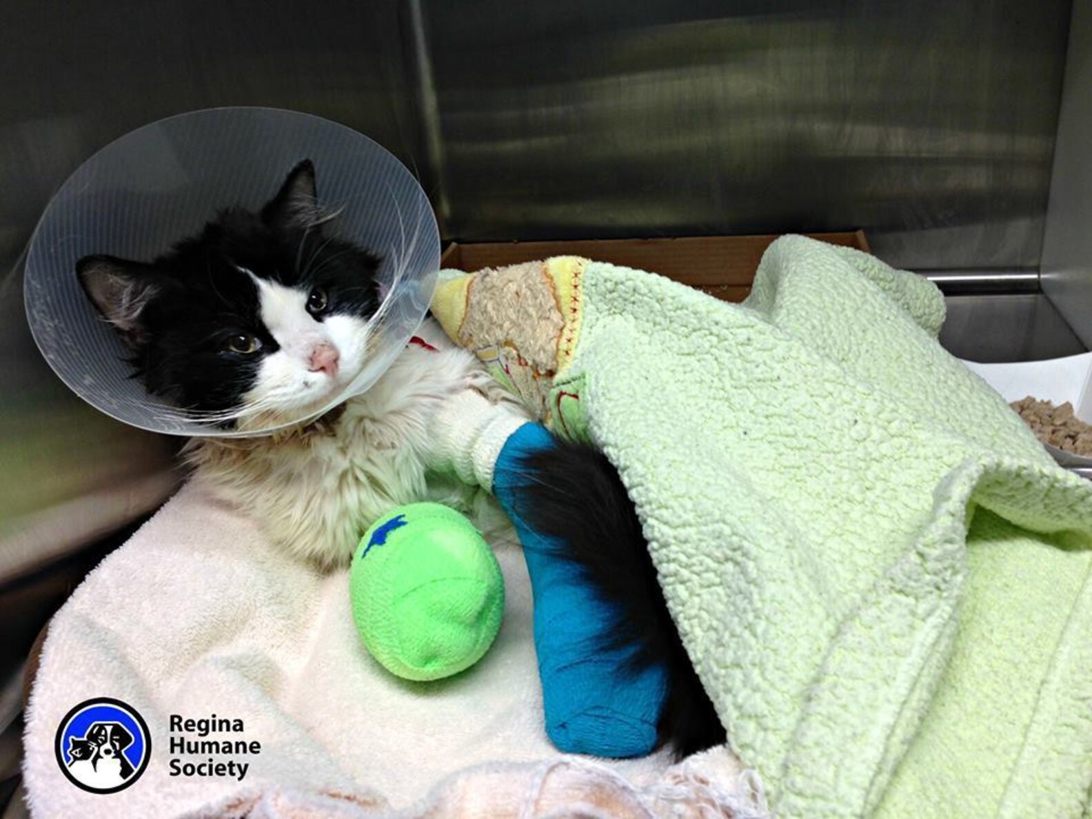 Cat Who Suffered Sickening Abuse Bravely Purrs Through Painful Recovery ...