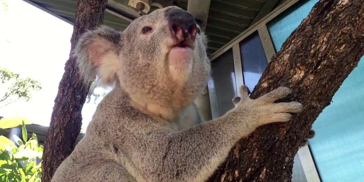 Koala's Weird Mating Call Is A Grunt-Filled Masterpiece - The Dodo