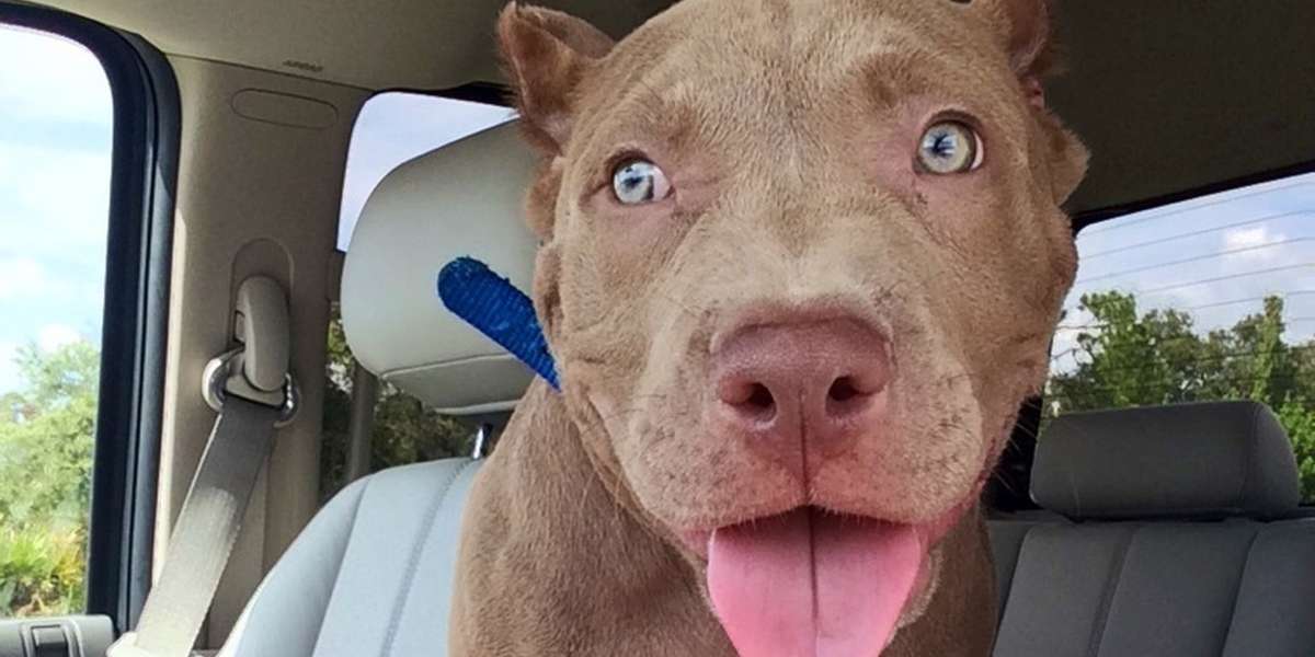 21 Newly Adopted Pit Bulls On Their Ride Home From The Shelter - The Dodo