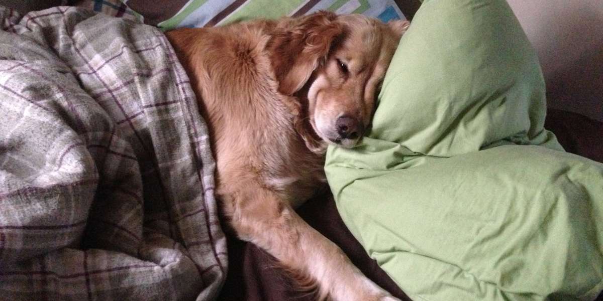 13 Dogs Who Just Want To Hit The Snooze Button One. More. Time. - The Dodo