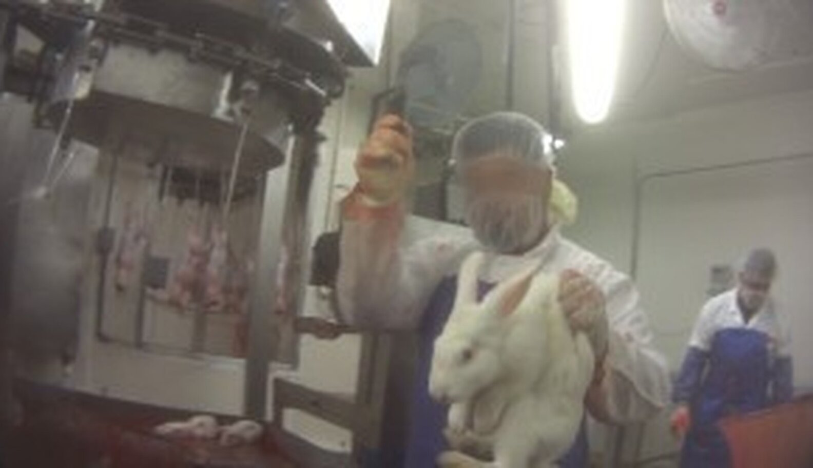 Cruel Rabbit Slaughter Is 'Common Practice' According To Government ...