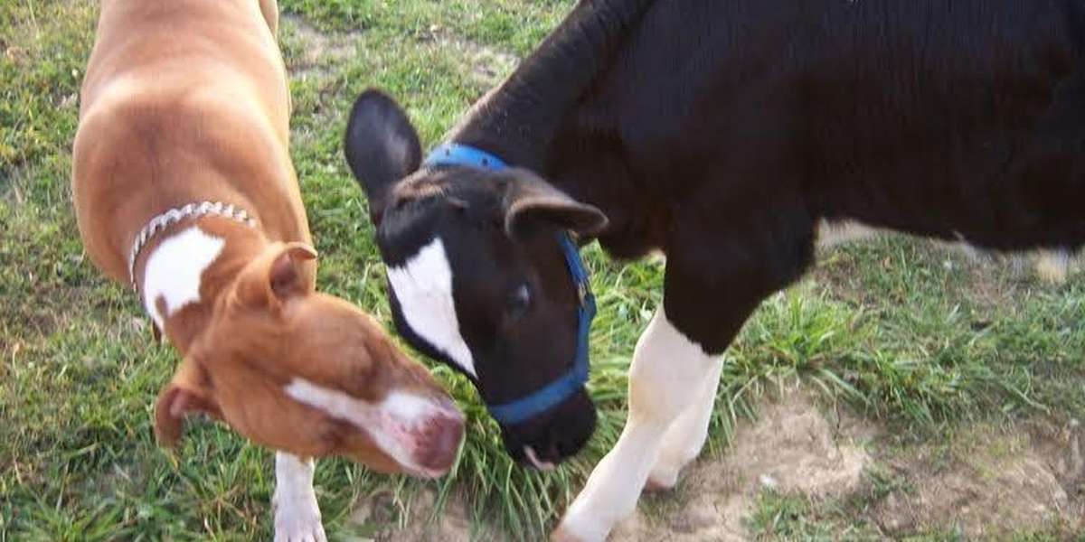 Cow And Pit Bull Escape Nightmare Homes And Become Best Friends - The Dodo