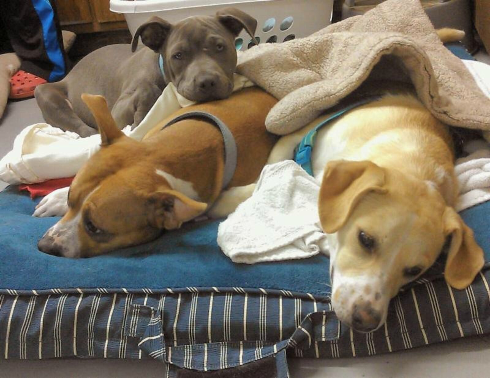 Vet Clinic's Resident Pit Bull Comforts Pets Post-Surgery - The Dodo