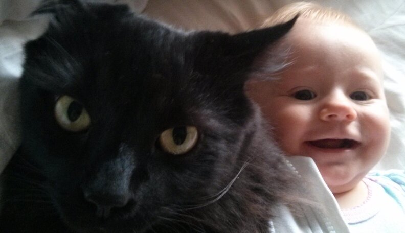 15 Cats Who Are NOT In Love With The Baby - The Dodo