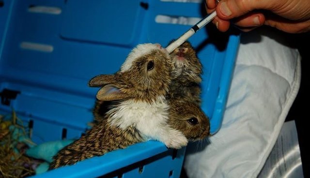 These Baby Bunny Hybrids Are 100% Adorable - The Dodo