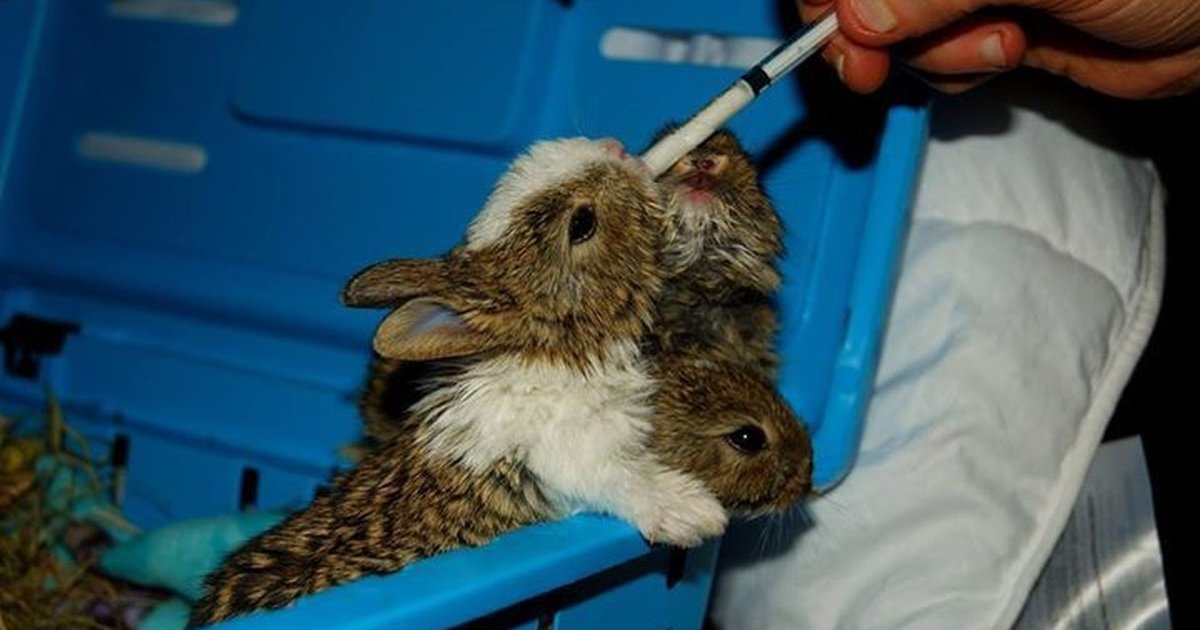 These Baby Bunny Hybrids Are 100% Adorable - The Dodo