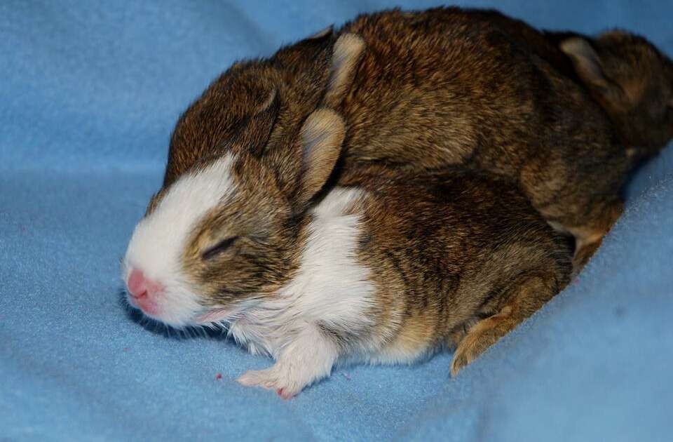 These Baby Bunny Hybrids Are 100% Adorable - The Dodo