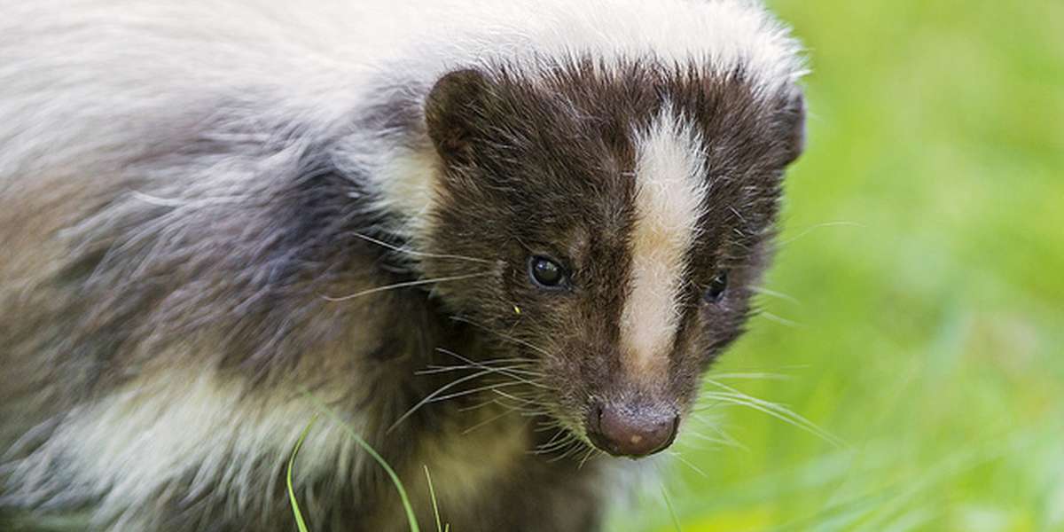 5 Animals With Unusual Ways Of Protecting Themselves - The Dodo