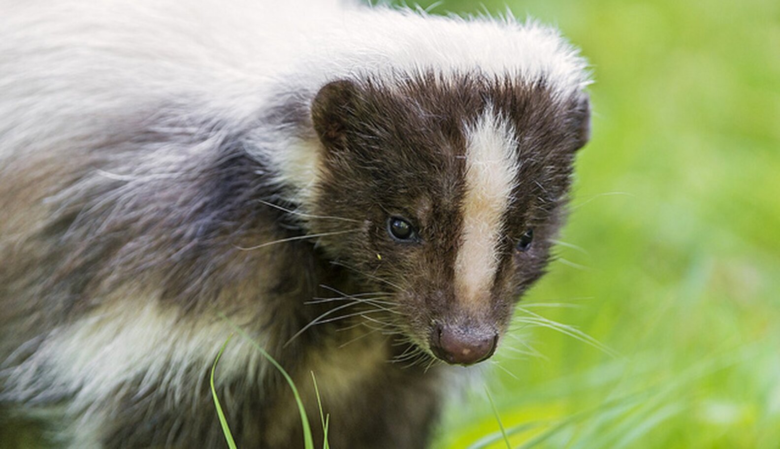 5 Animals With Unusual Ways Of Protecting Themselves - The Dodo