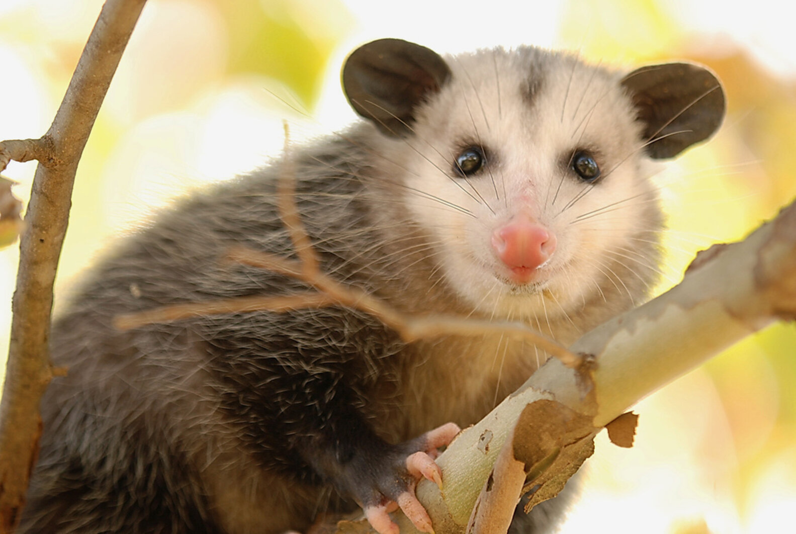5 Animals With Unusual Ways Of Protecting Themselves - The Dodo
