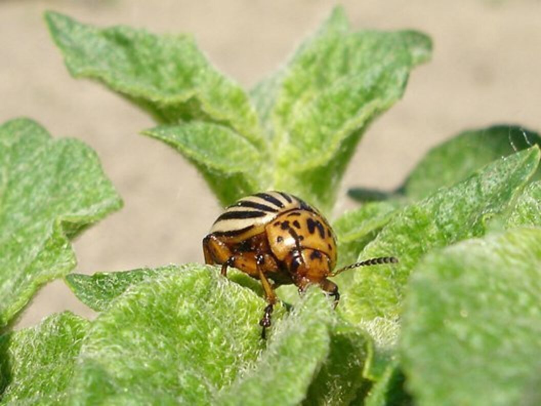 5 Animals With Unusual Ways Of Protecting Themselves - The Dodo