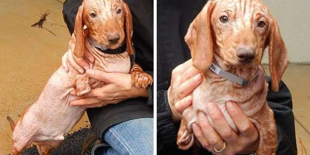 Little Dog With 'Flipper' Abandoned In Cardboard Box - The Dodo