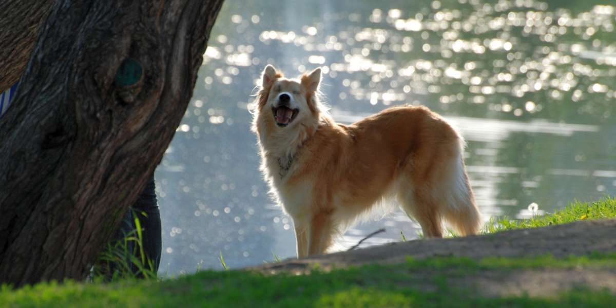 Rewilding: A Meme For Rehabilitating Our Hearts - The Dodo