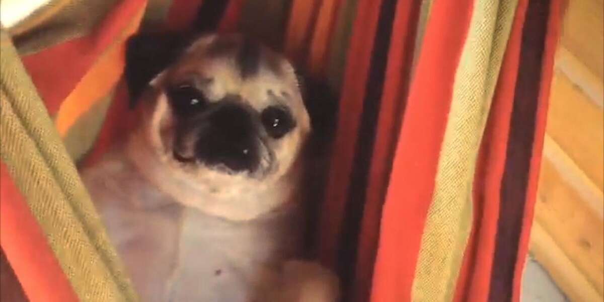 Senior Pug Gets A Wheelchair — Then Works Out Until He Doesn't Need It ...
