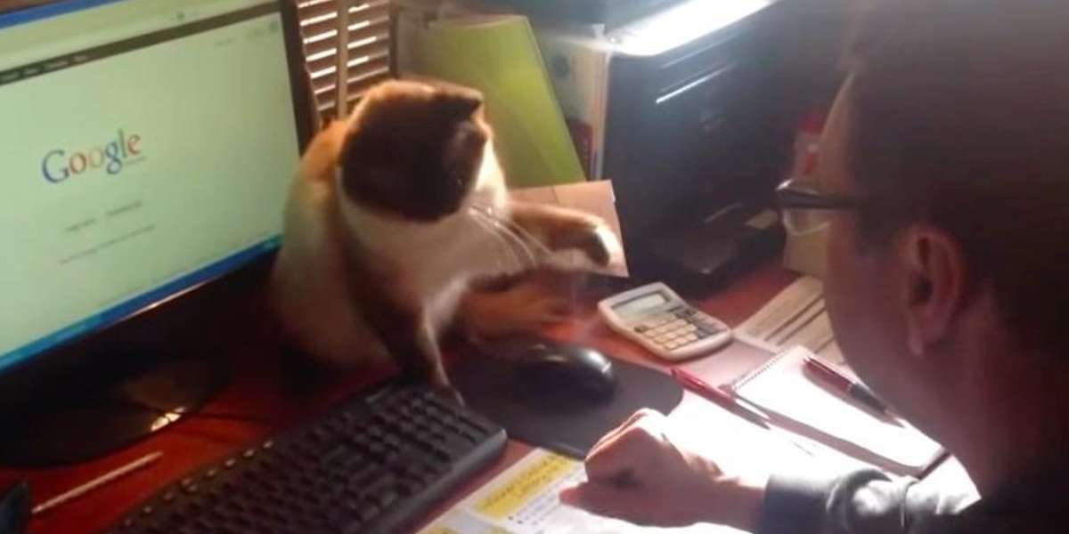 Cat Bravely Defends Computer Mouse From Human Hands - The Dodo