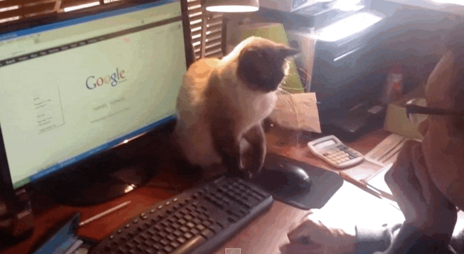 Cat Bravely Defends Computer Mouse From Human Hands - The Dodo