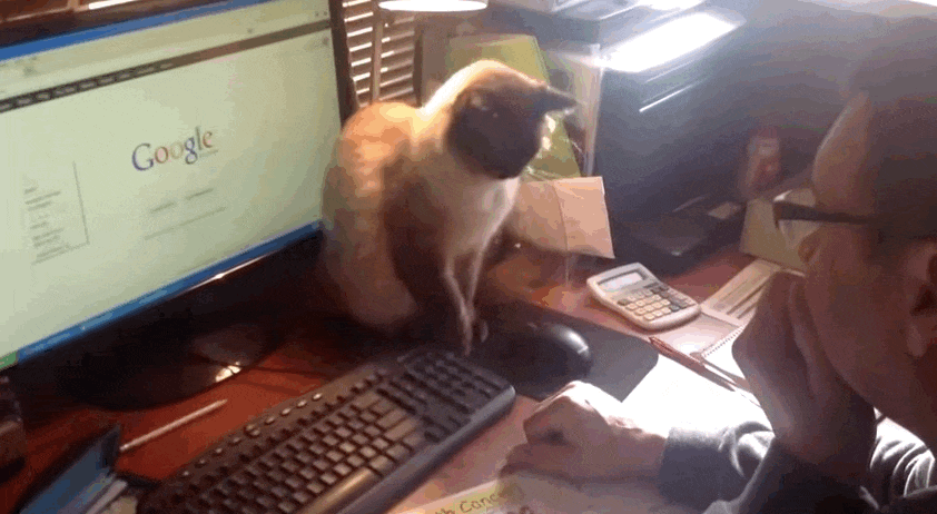 Cat Bravely Defends Computer Mouse From Human Hands - The Dodo