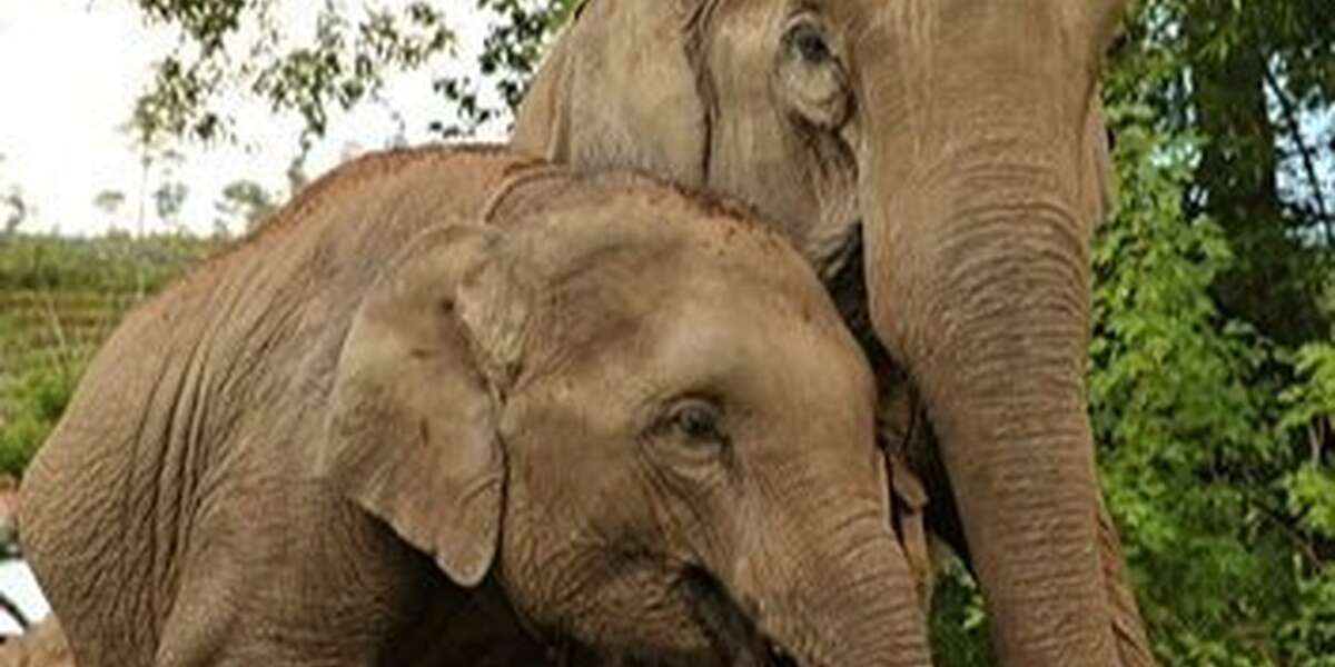 After Years Apart, Elephant Mom And Calf Rediscover The Love Of Family ...