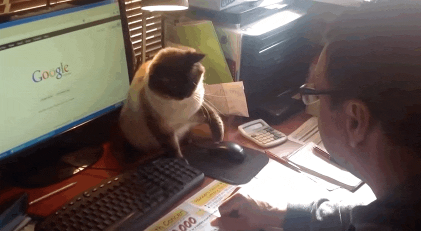 Cat Bravely Defends Computer Mouse From Human Hands - The Dodo