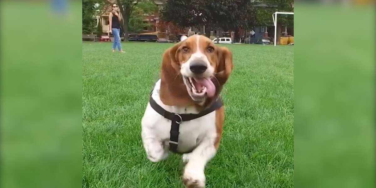 Adorable Basset Hound Always Makes His Family Laugh - Videos - The Dodo