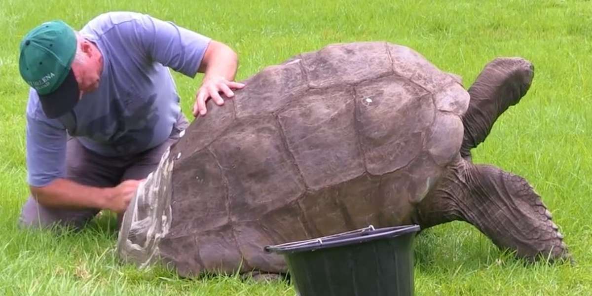 Tortoise Waited 184 YEARS For His First Bath - The Dodo
