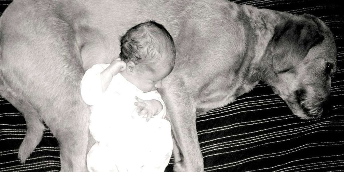 Fearful Rescue Dog Becomes New Baby's Best Friend - The Dodo