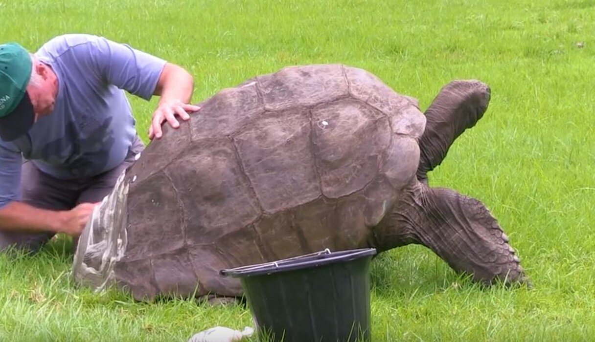 Tortoise Waited 184 YEARS For His First Bath - The Dodo