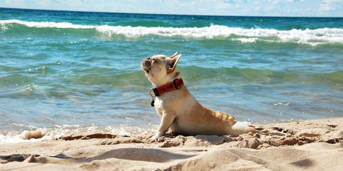 15 Dogs Who Don't Want Spring Break To End - The Dodo